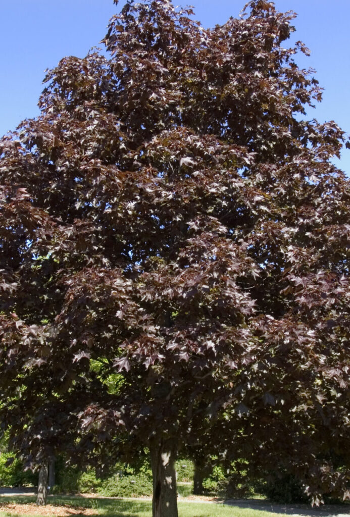 Royal Red Norway Maple - Legacy-Trees