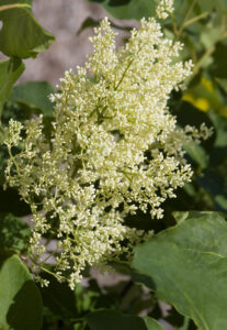 Japanese Tree Lilac - Legacy-Trees