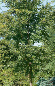 Triumph Elm - Legacy-Trees