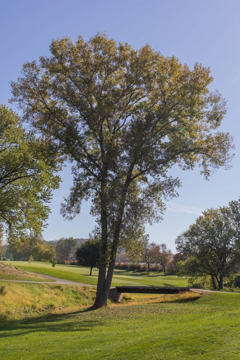 Our Legacy - Legacy-Trees