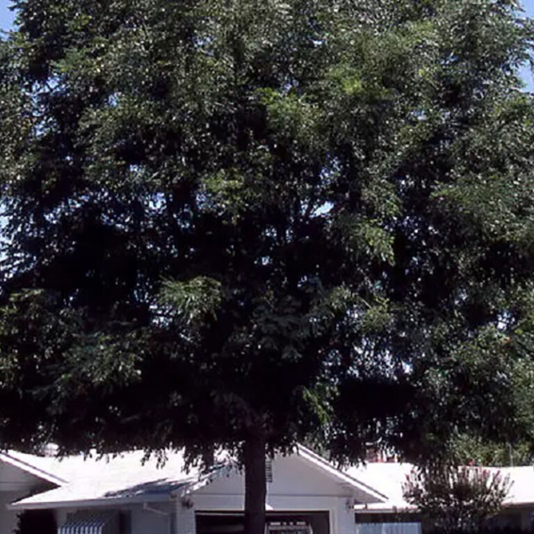 Espresso Kentucky Coffeetree - Legacy-Trees