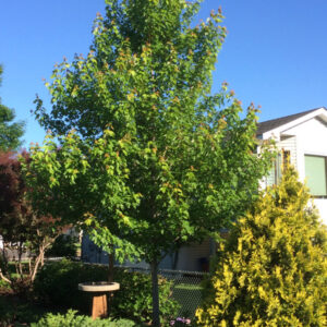 Our Trees - Legacy Trees