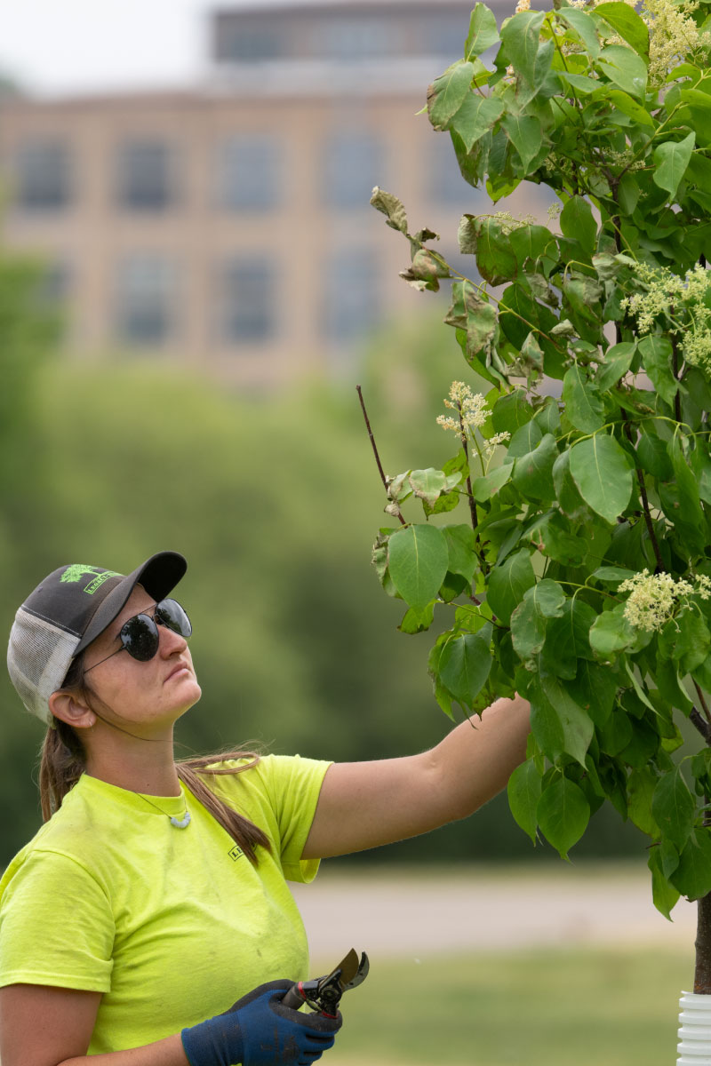 Legacy-Trees FAQ - Legacy-Trees