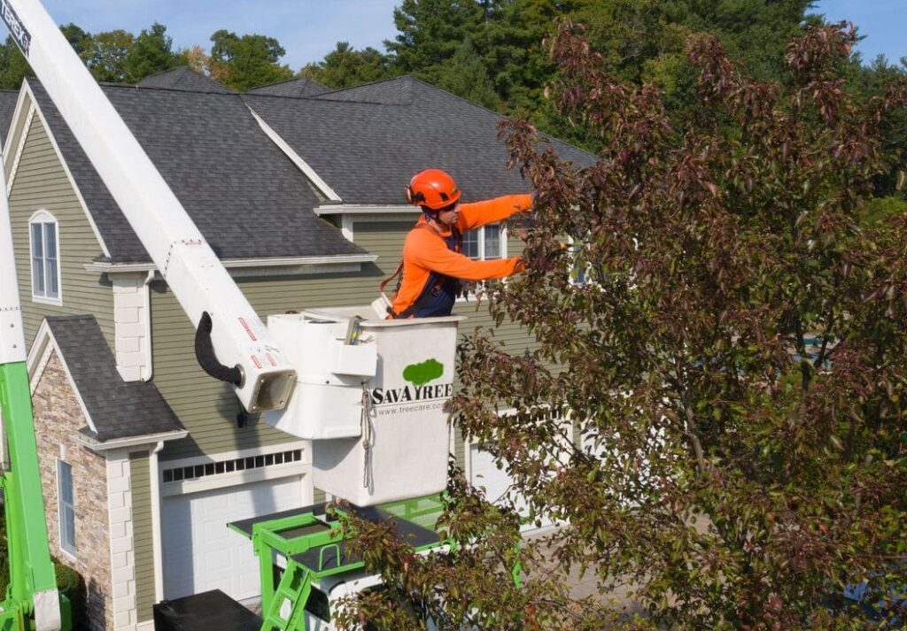 Legacy-Trees Wholesale Tree Nursery & Planting Services