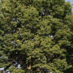 Autumn Splendor Buckeye - Legacy-Trees