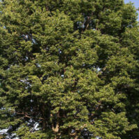 Autumn Splendor Buckeye - Legacy-Trees