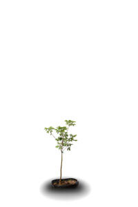 Autumn Splendor Buckeye - Legacy-Trees