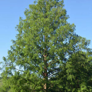 Wholesale Tree Inventory | Legacy-Trees Nursery