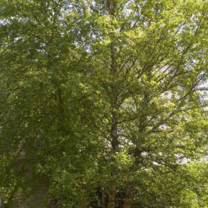 Wholesale Tree Inventory | Legacy-Trees Nursery