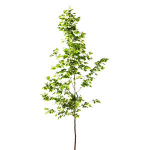 London Planetree - Legacy-Trees