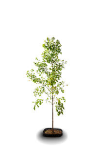 Sienna Glenn Maple - Legacy-Trees