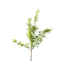 State Street Maple - Legacy-Trees