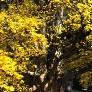 State Street Maple - Legacy-Trees