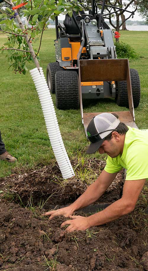 Homeowners - Legacy-Trees